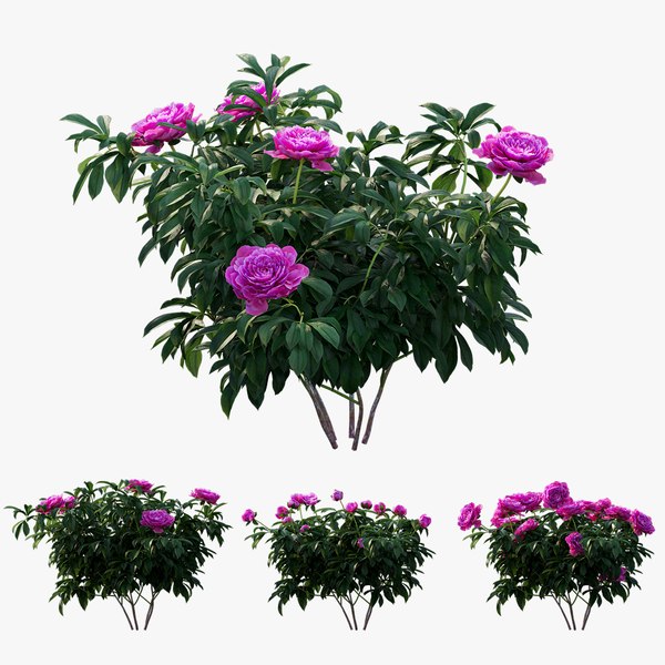 Flowering Plants SketchUp Models for Download | TurboSquid