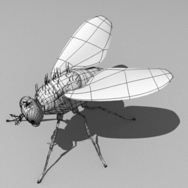 maya insect mosquito ladybird caterpillar