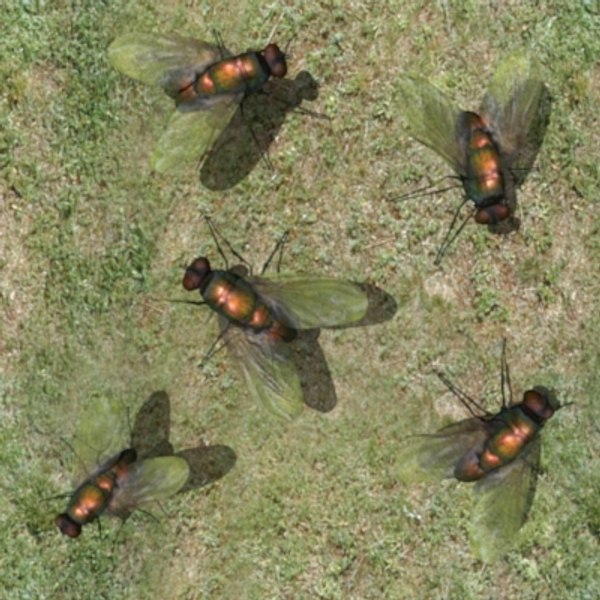 maya insect mosquito ladybird caterpillar