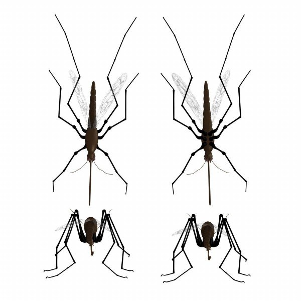 maya insect mosquito ladybird caterpillar