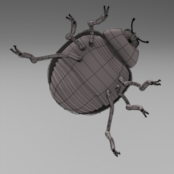 maya insect mosquito ladybird caterpillar