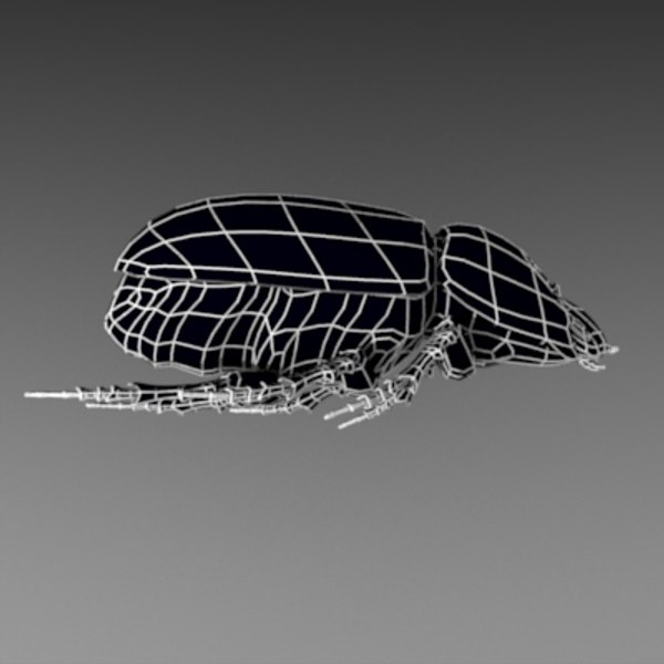 maya insect mosquito ladybird caterpillar