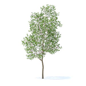 Модели Яблоня 3D для Скачивания | TurboSquid