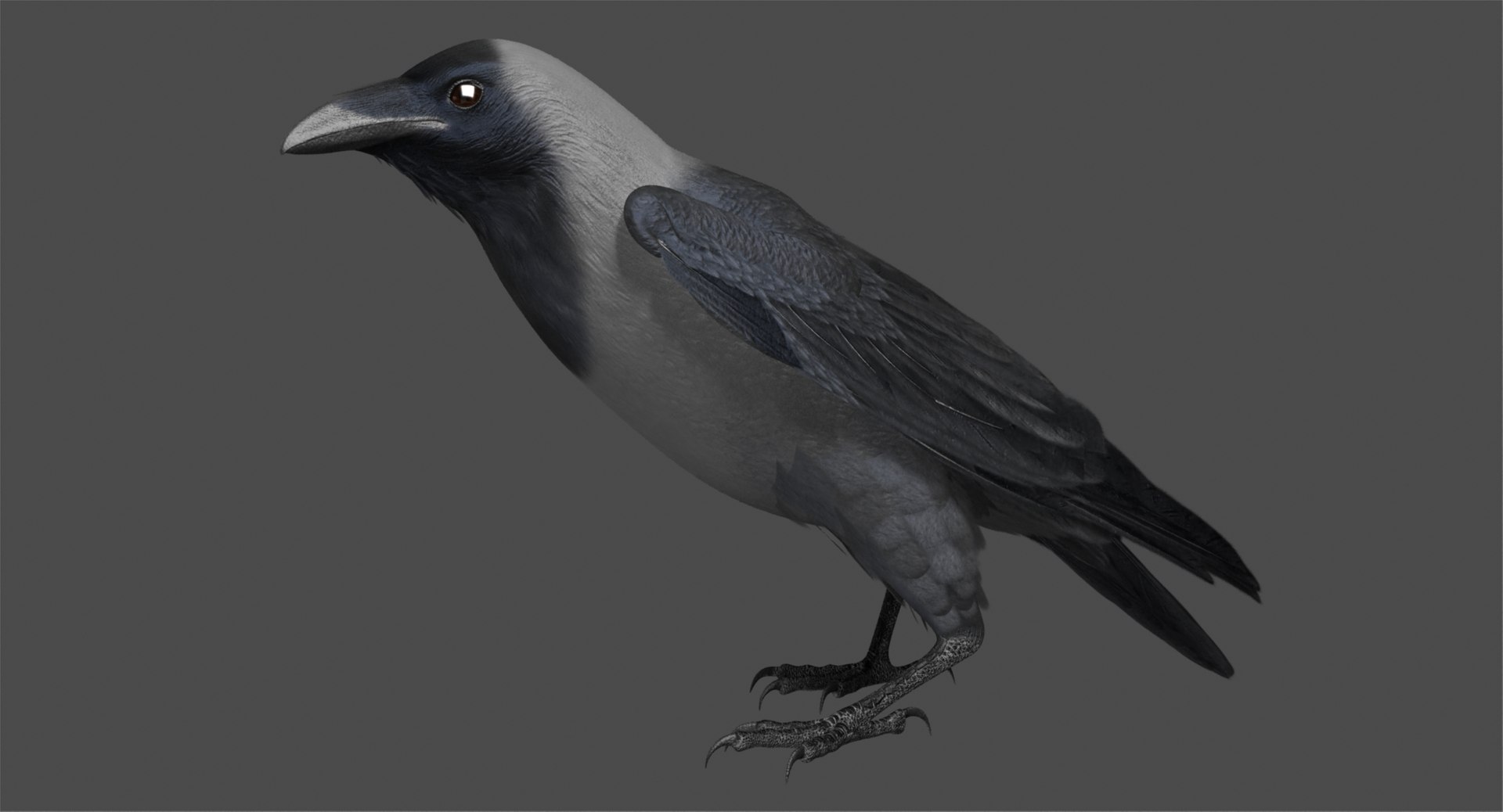 3d model house crow animation flying