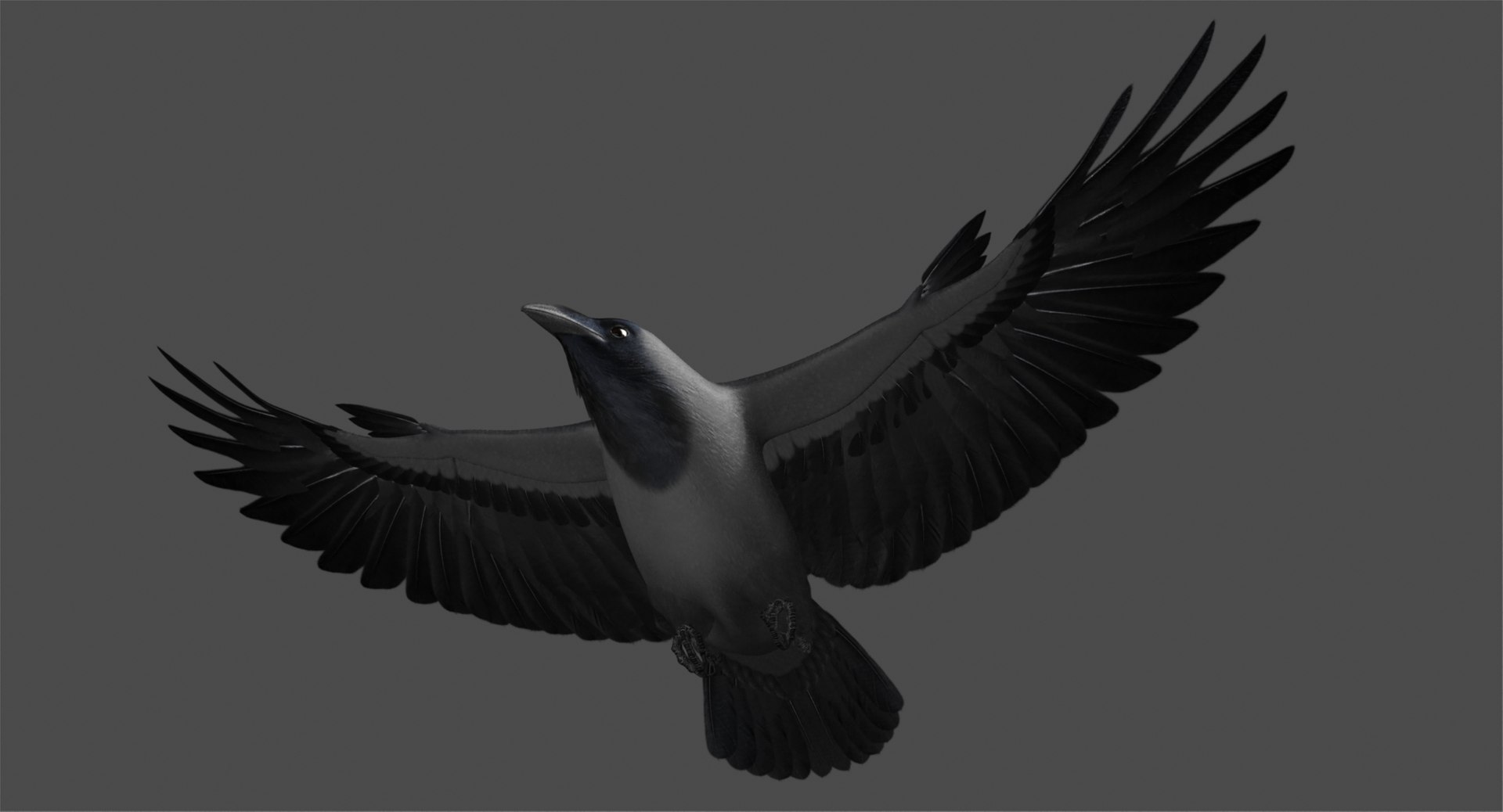 3d model house crow animation flying