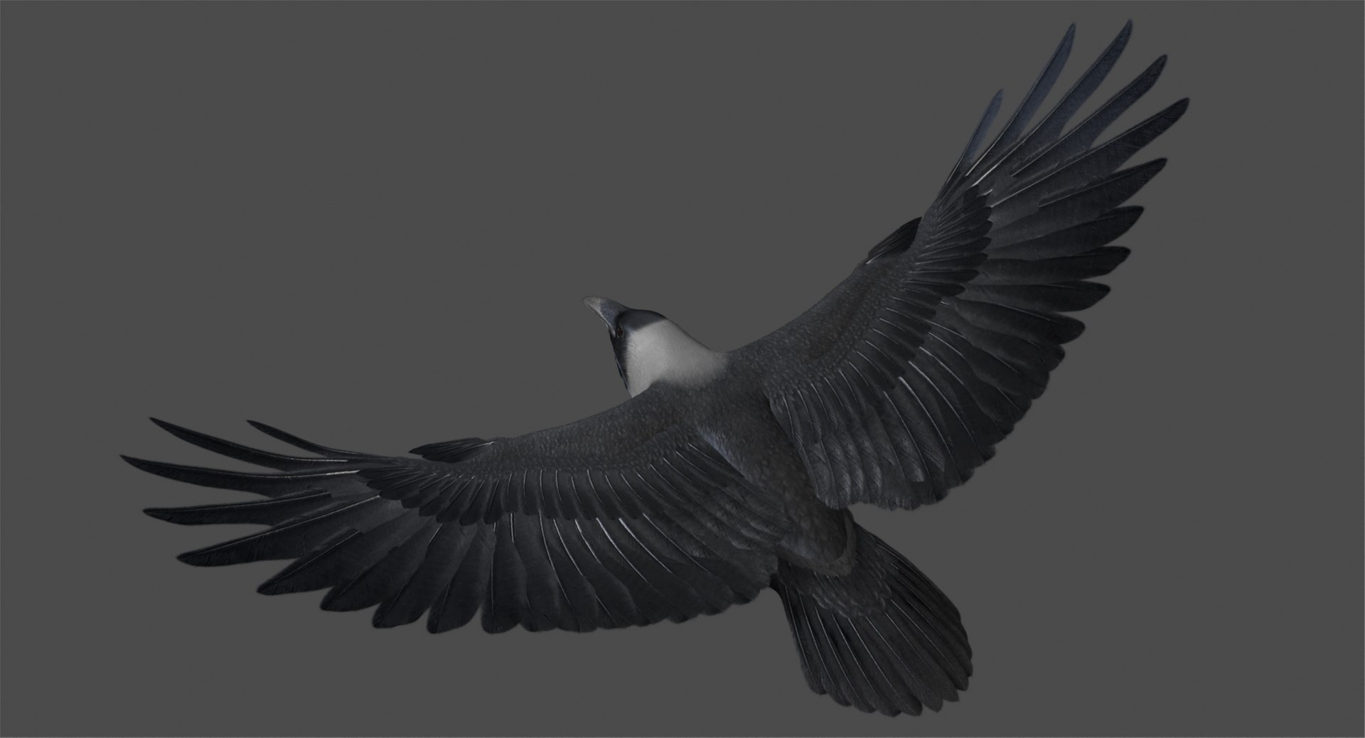 3d model house crow animation flying