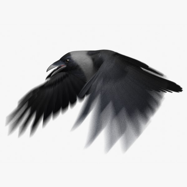 Animated Crow 3D Models for Download | TurboSquid