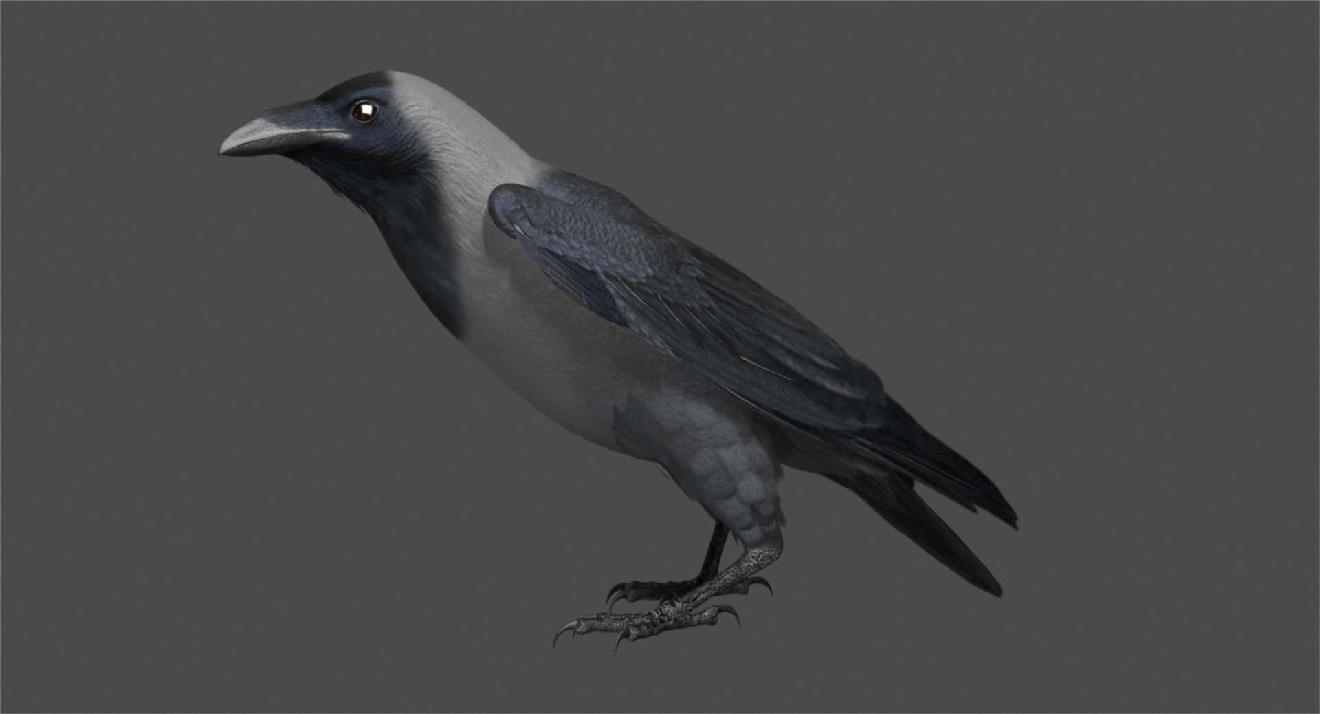 3d model house crow animation flying