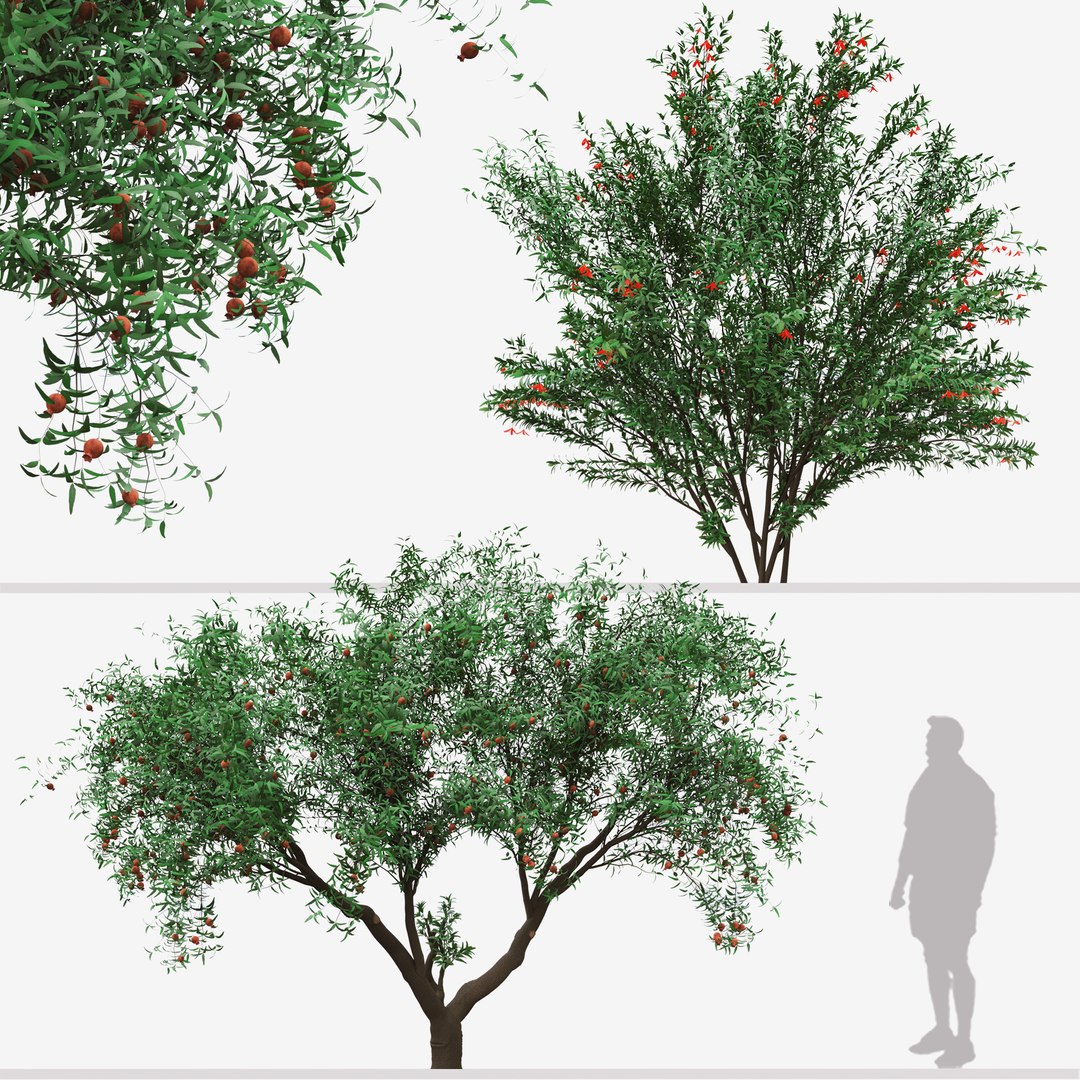 Set Of Punica Granatum Or Pomegranate Tree 3D Model - TurboSquid 1967388