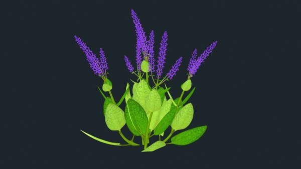 modelo 3d Planta de salvia - TurboSquid 1236728