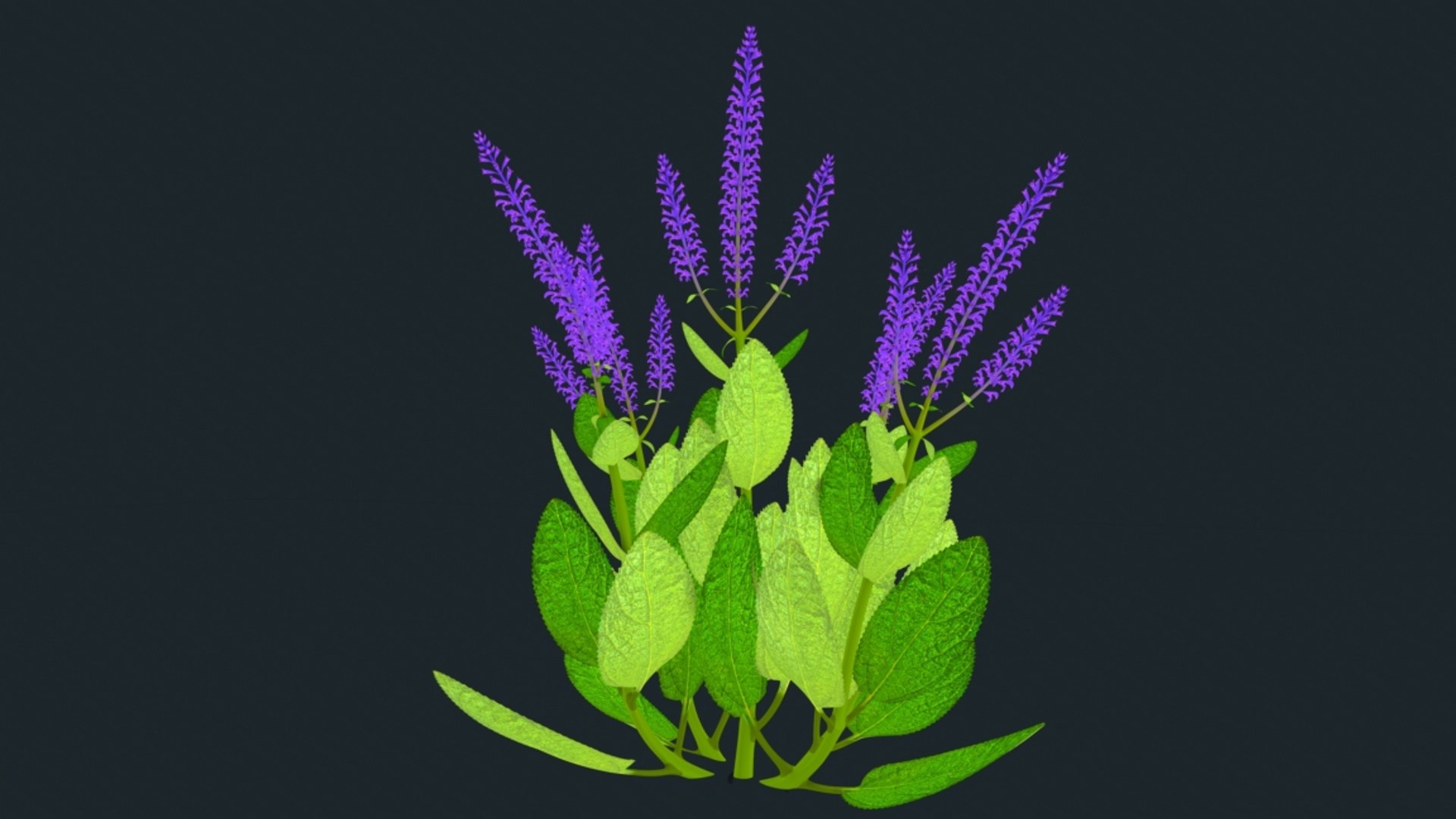 3D Salvia Plants Model - TurboSquid 1236728