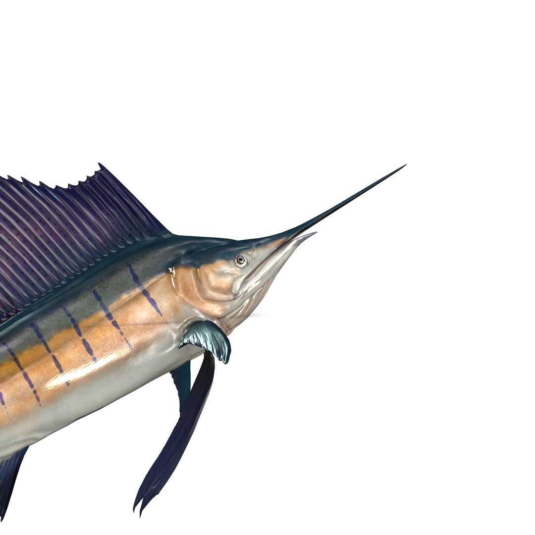 SWORDFISH SEA FISH OCEAN 3D Model - TurboSquid 2216844