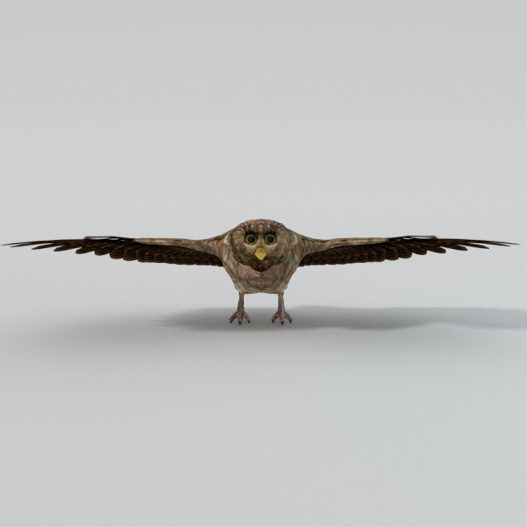 Owl model - TurboSquid 1316797