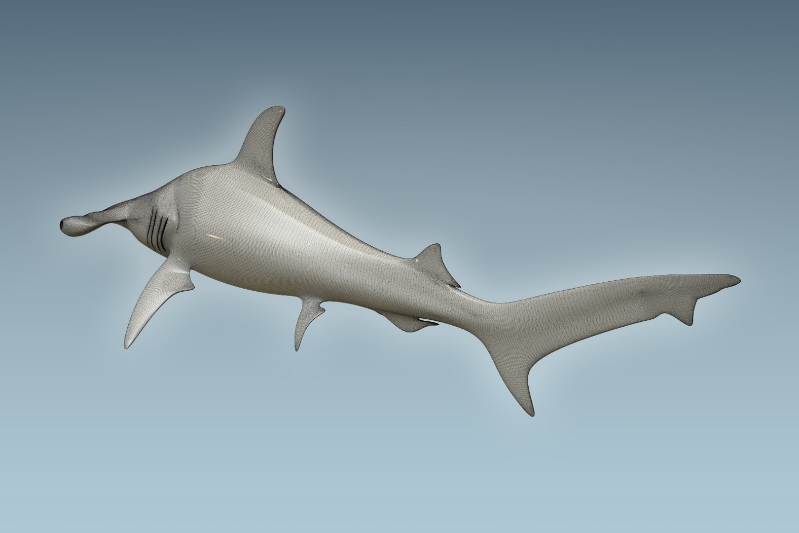 3D Hammerhead Shark Model - TurboSquid 1197862