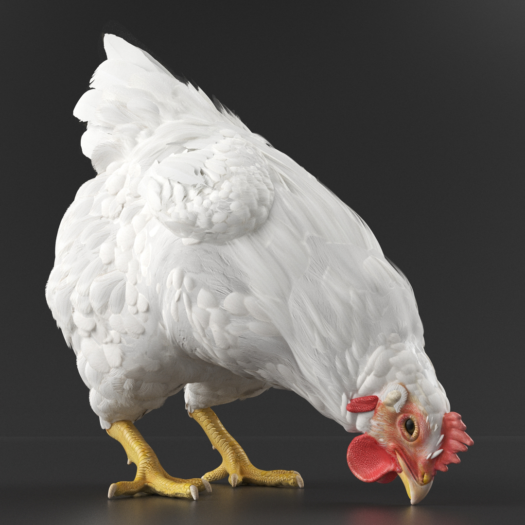 modelo 3d Pollo picoteando en el suelo (animado) para Maya - TurboSquid ...