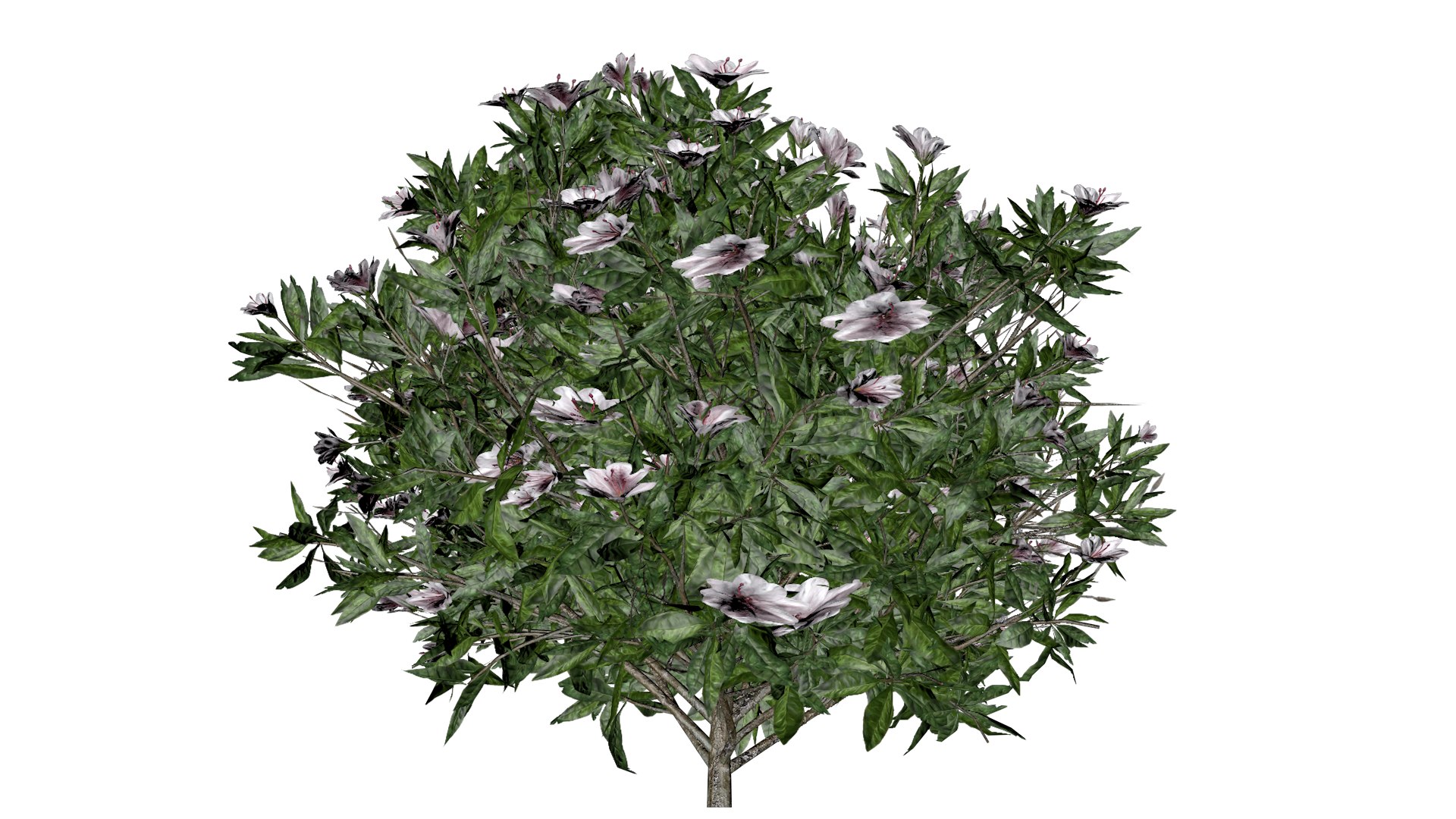 3D Azalea Shrub With White Flowers - 01 - Model - TurboSquid 2372491