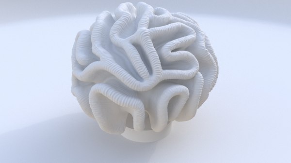 Pectinia_Lactuca_coral Model 3D - TurboSquid 2405370