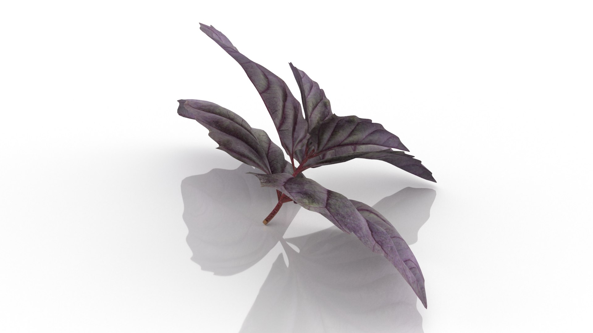 Basil Plant Spice Leaf 3D Model - TurboSquid 1286679