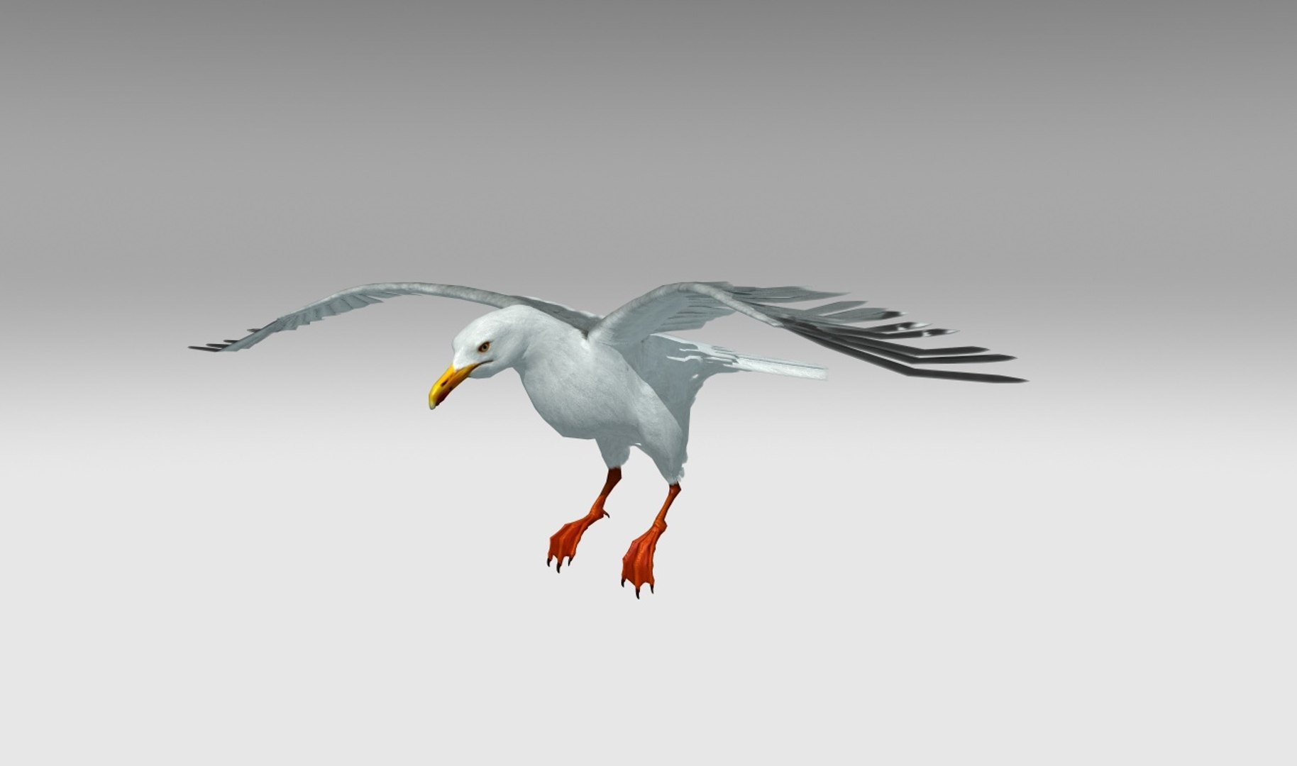 3D Seagull Animations - TurboSquid 1170023
