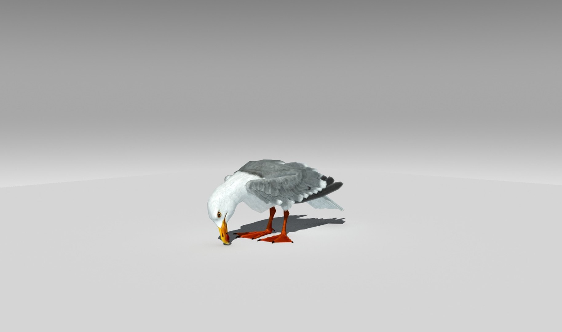 3D Seagull Animations - TurboSquid 1170023