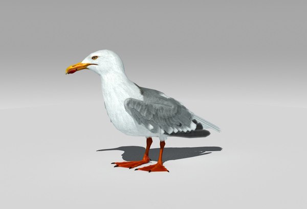 Seagull 3D Models for Download | TurboSquid