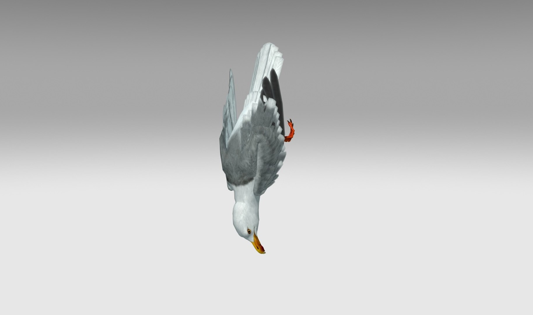 3D Seagull Animations - TurboSquid 1170023