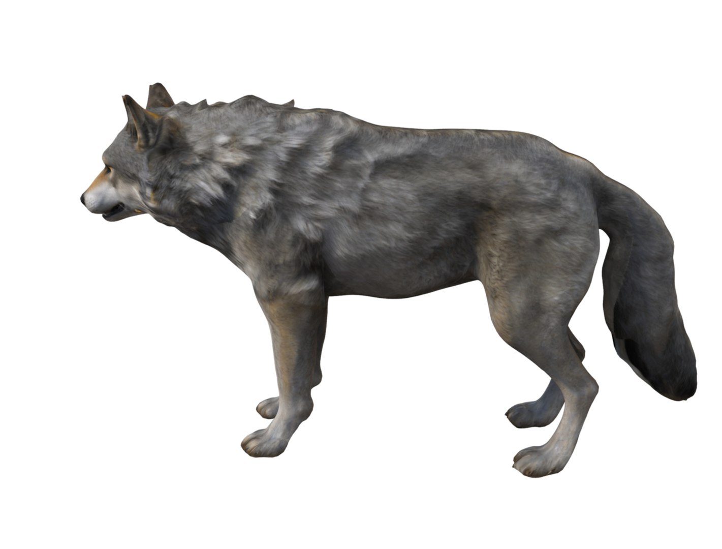 3D Realistic Wolf 3D Model - TurboSquid 2325341
