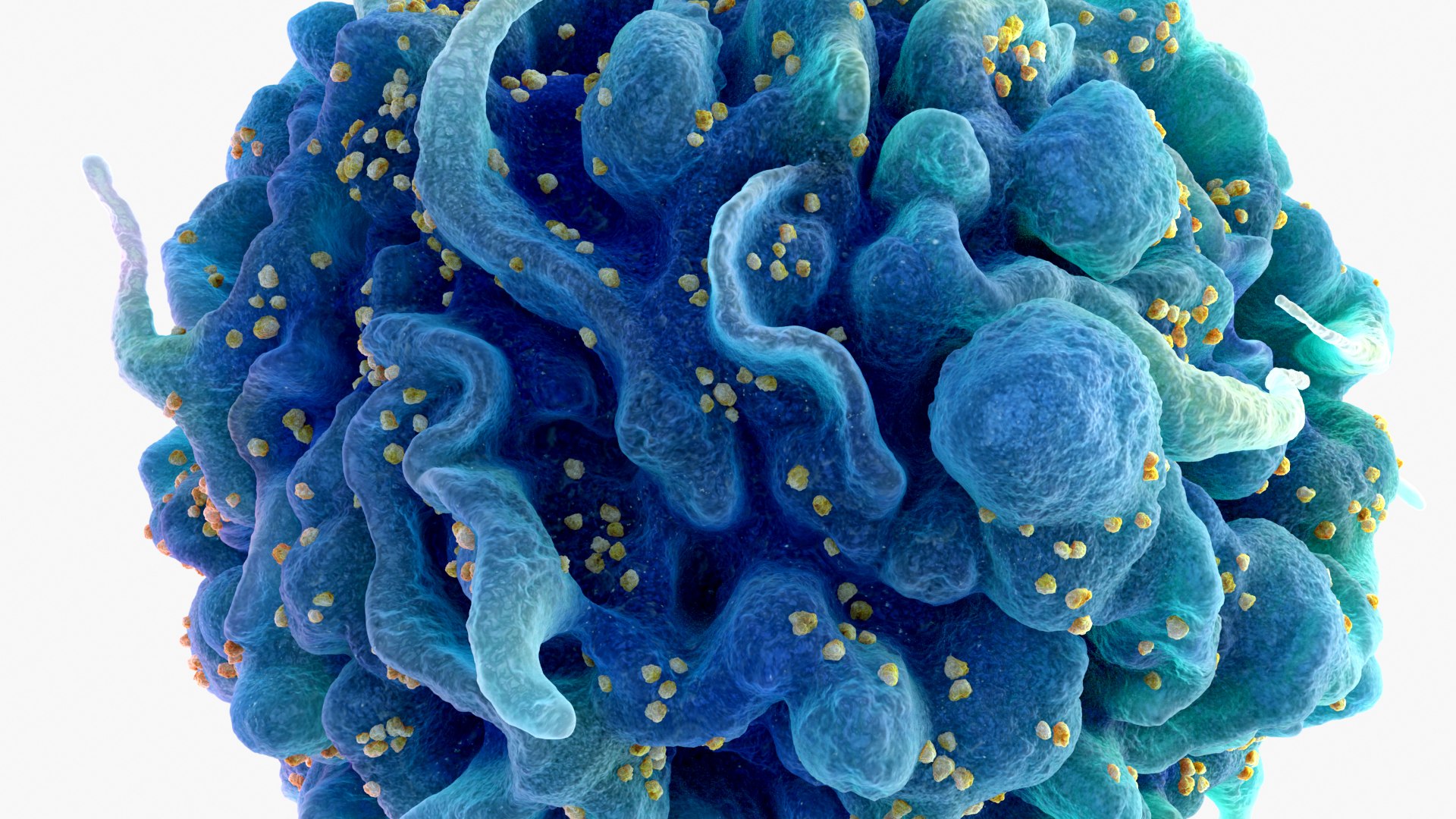 3D HIV Cell Model - TurboSquid 1907454