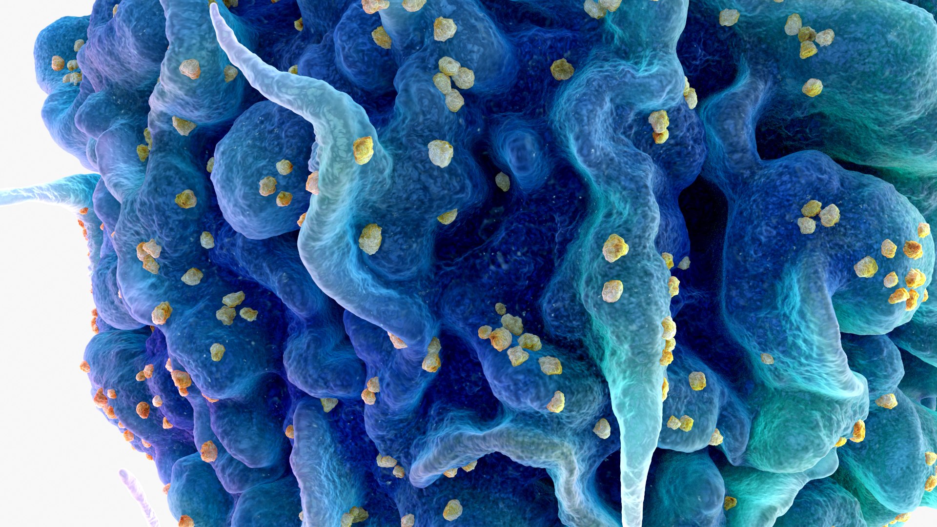 3D HIV Cell Model - TurboSquid 1907454