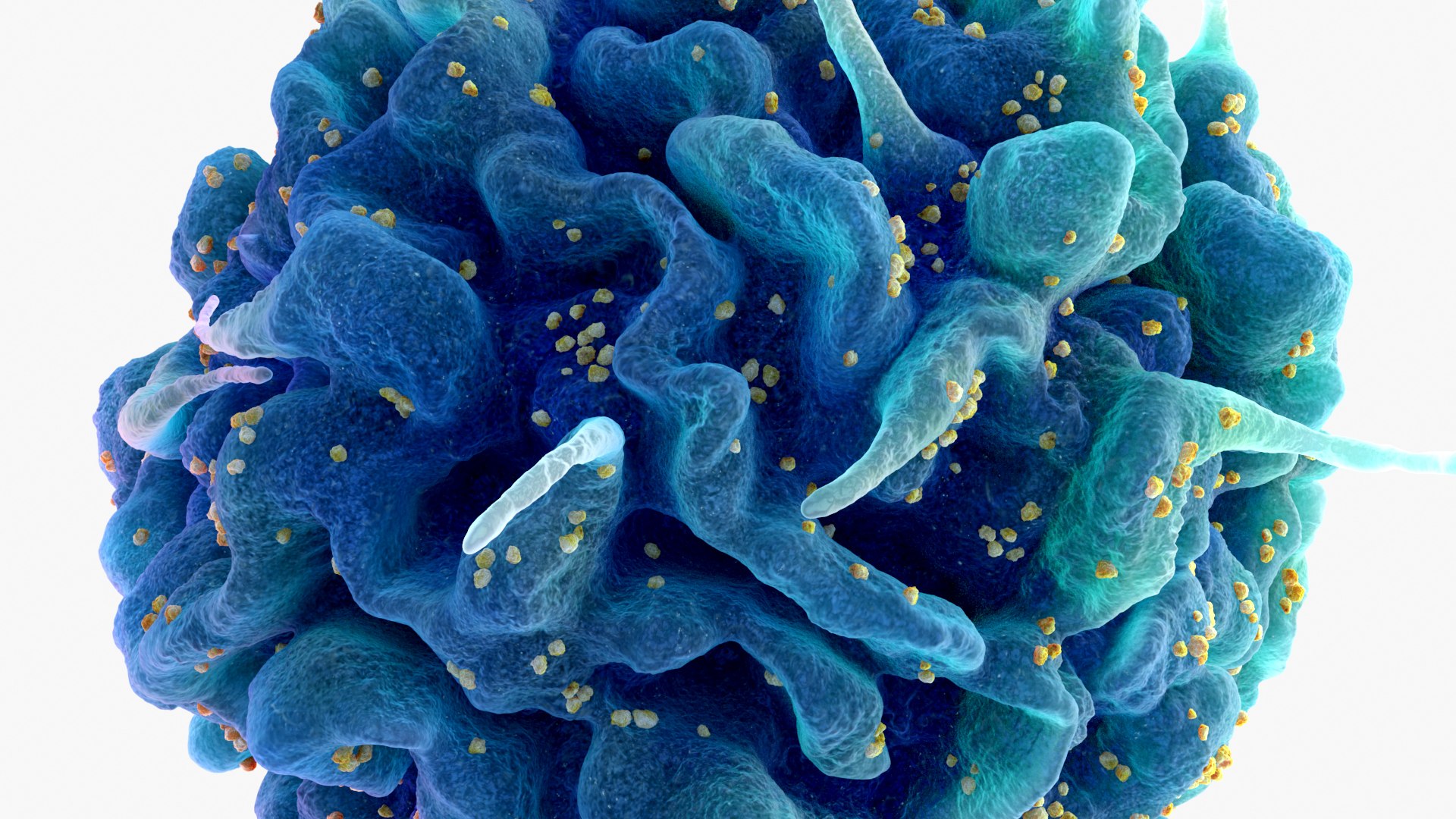 3D HIV Cell Model - TurboSquid 1907454