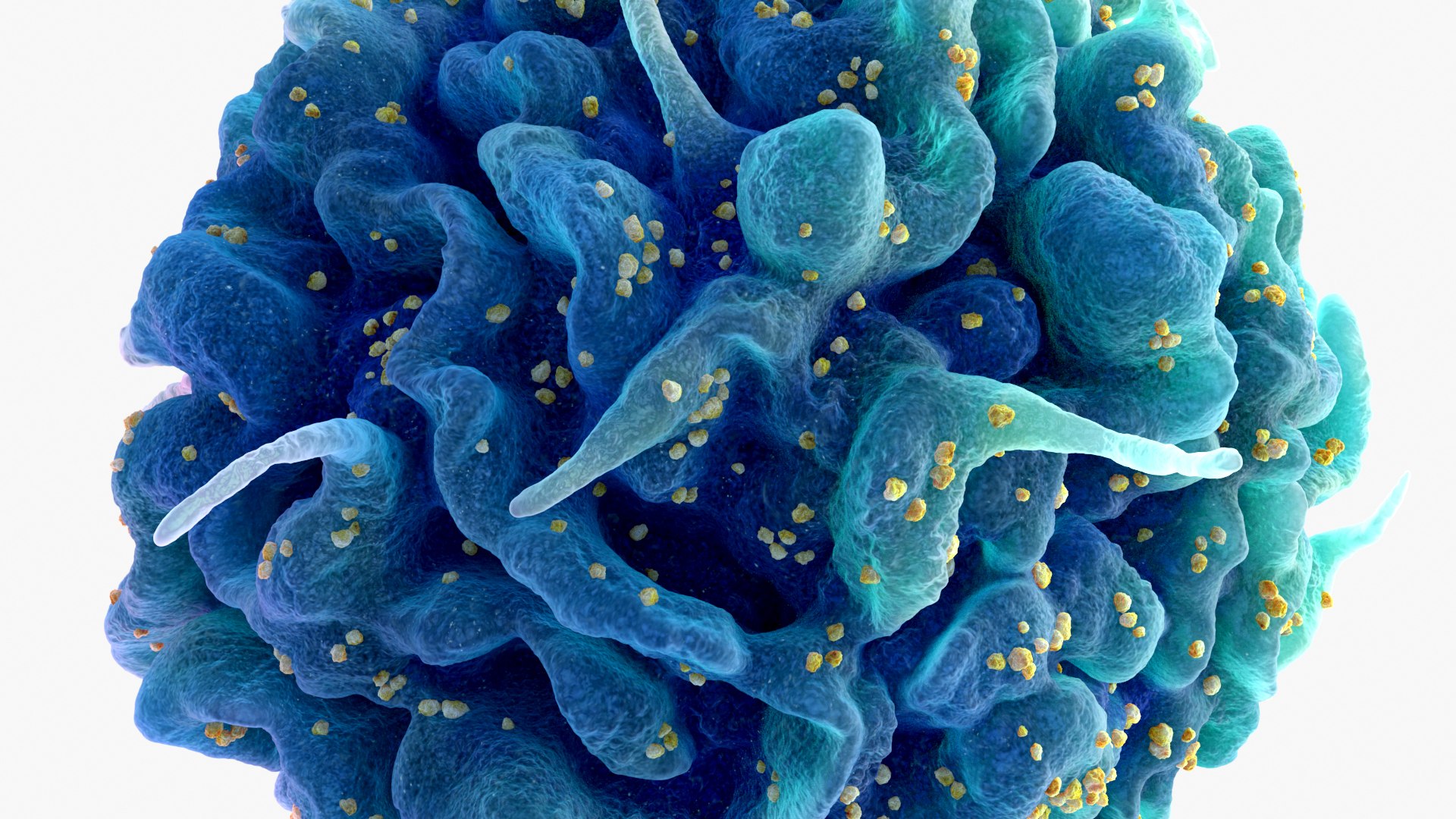 3D HIV Cell Model - TurboSquid 1907454