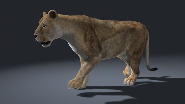 lioness fur lion animation 3d ma