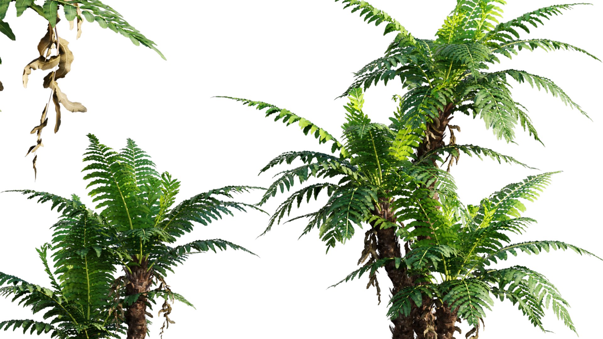 Silver Lady Fern - Blechnum Gibbum - 01 3D Model - TurboSquid 1782054