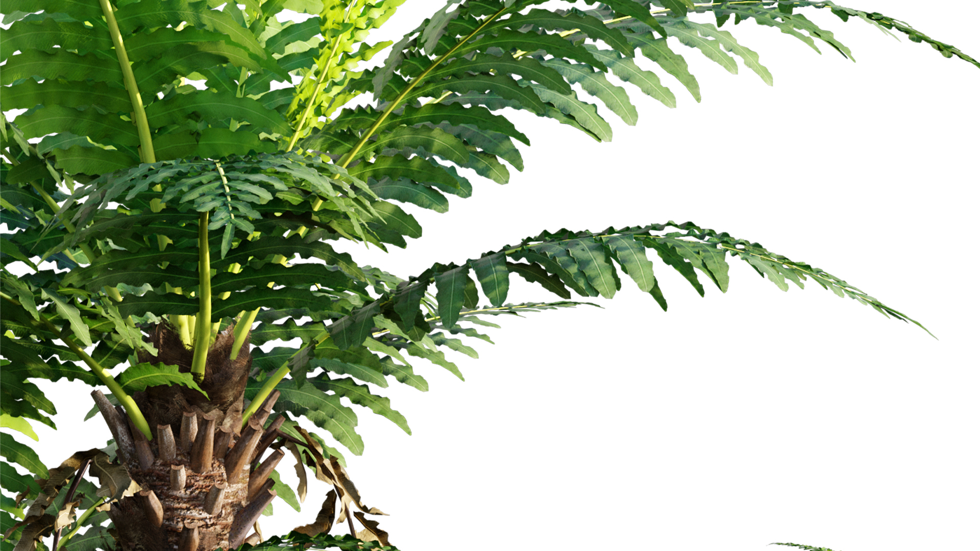 Silver Lady Fern - Blechnum gibbum - 01 3D model - TurboSquid 1782054