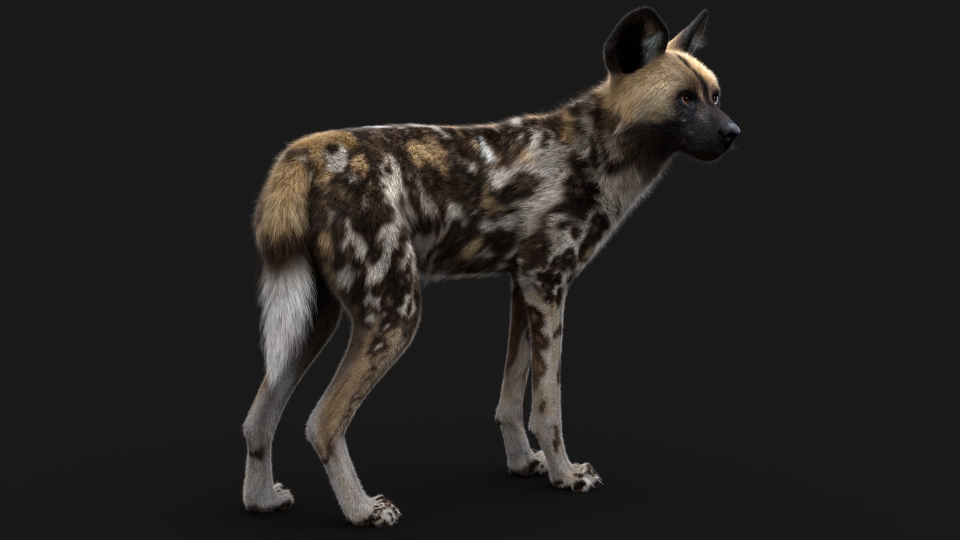 3D модель Wild Dog XGen Rigged - TurboSquid 1930836