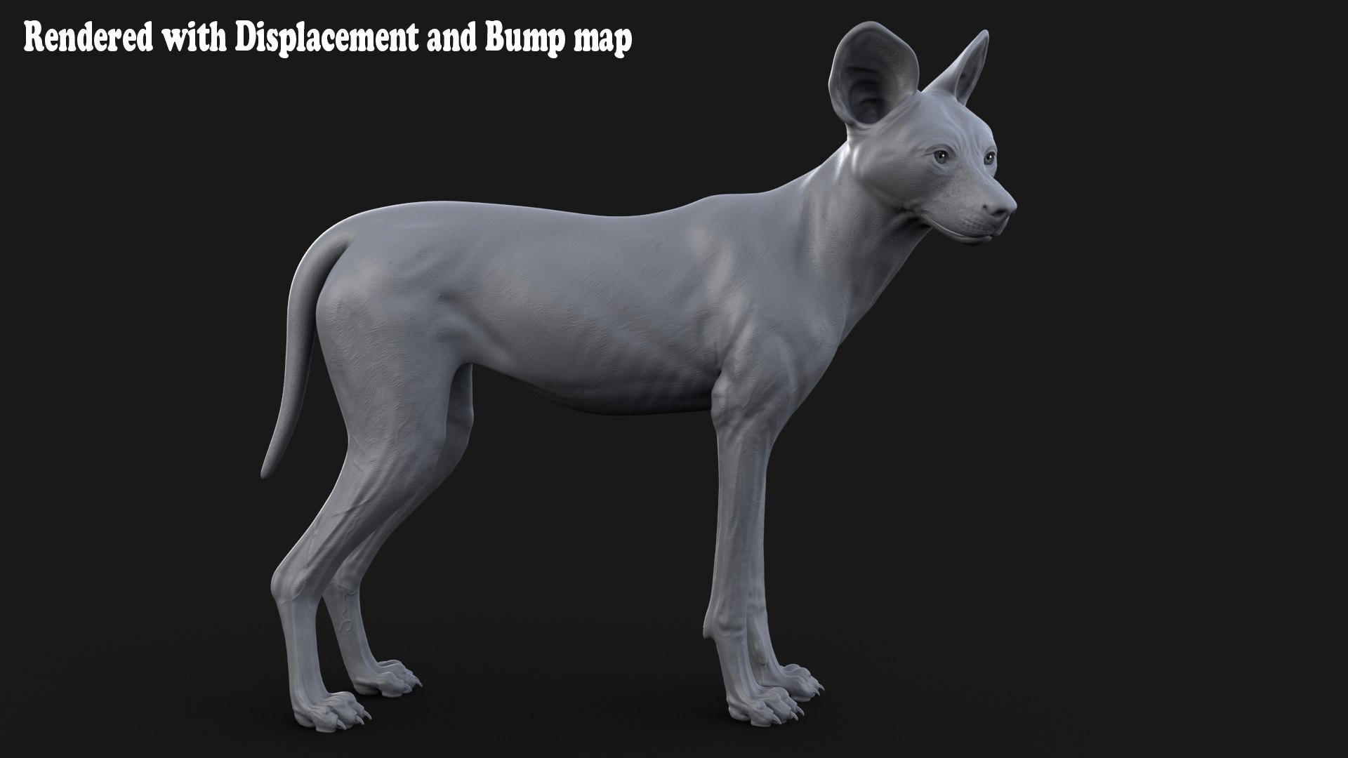 3D Wild Dog XGen Rigged - TurboSquid 1930836