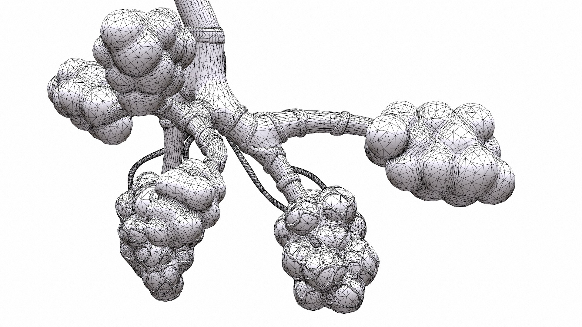 3D Human Bronchi Alveoli Anatomy - TurboSquid 1662159