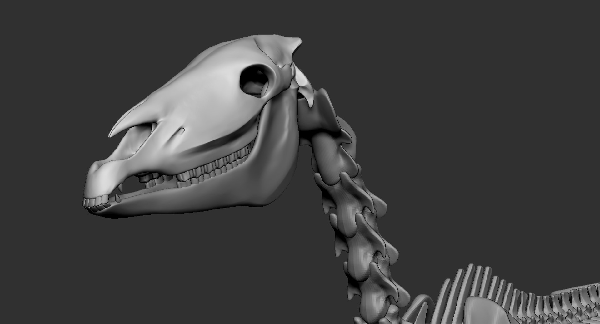 3D Horse Skeleton Anatomy Animal Model - TurboSquid 1628912