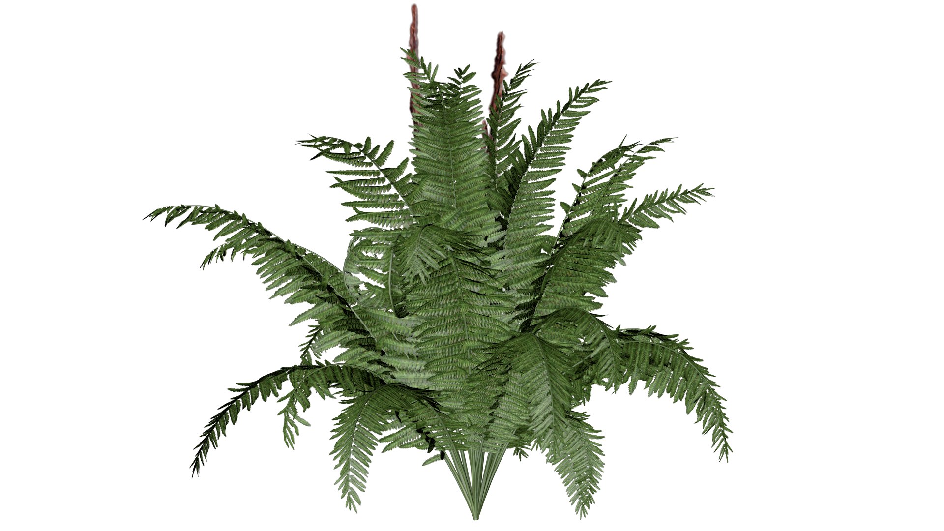 3D Cinnamon Fern Plant - 04 - - TurboSquid 2372659