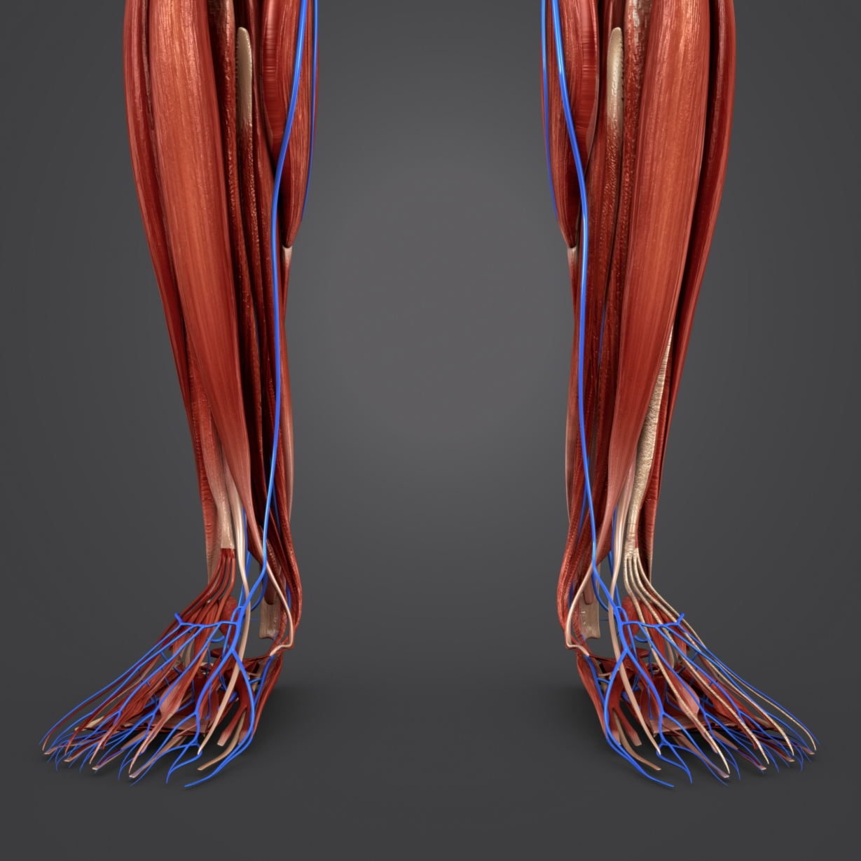3D model body natural muscles veins - TurboSquid 1319729