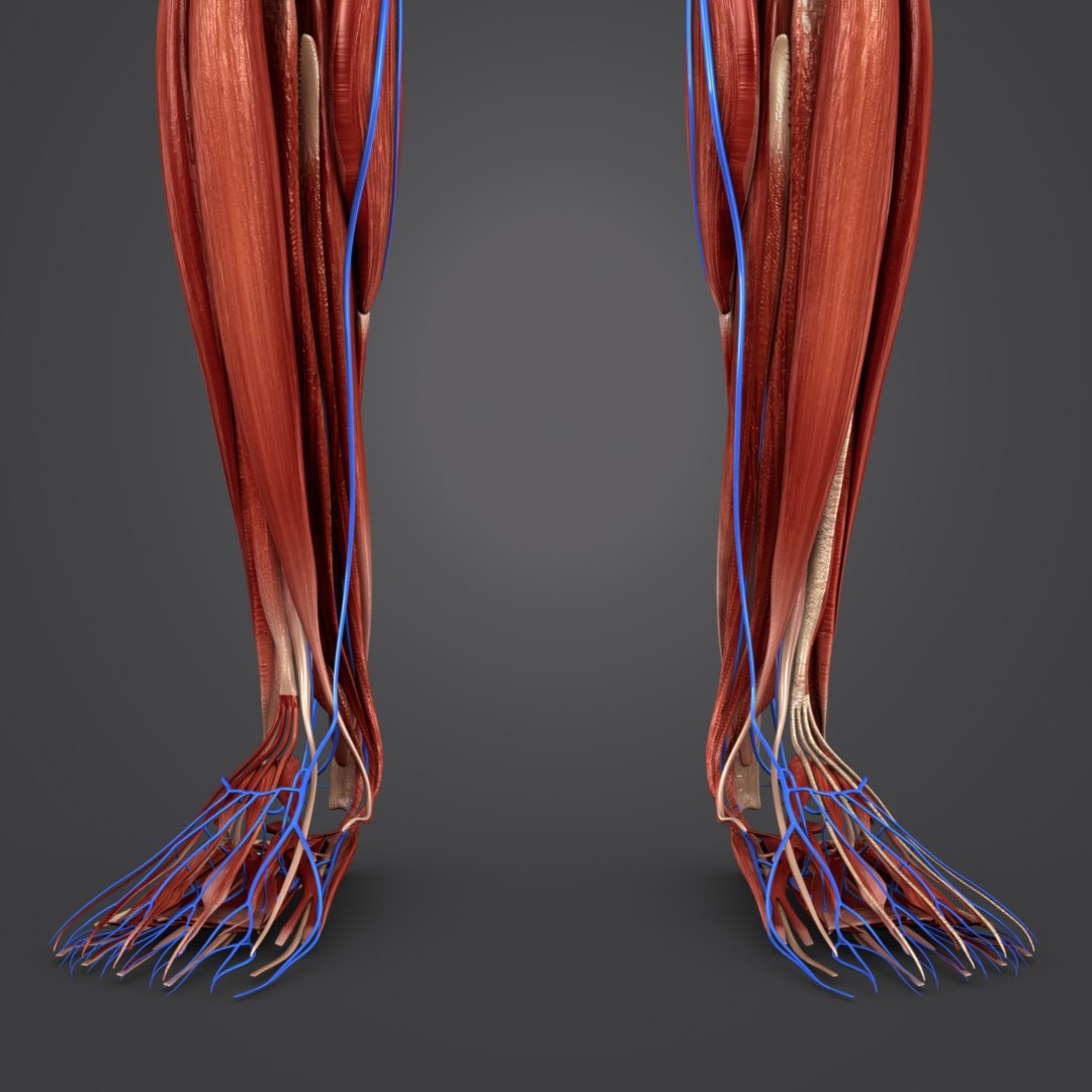 3D Model Body Natural Muscles Veins - TurboSquid 1319729