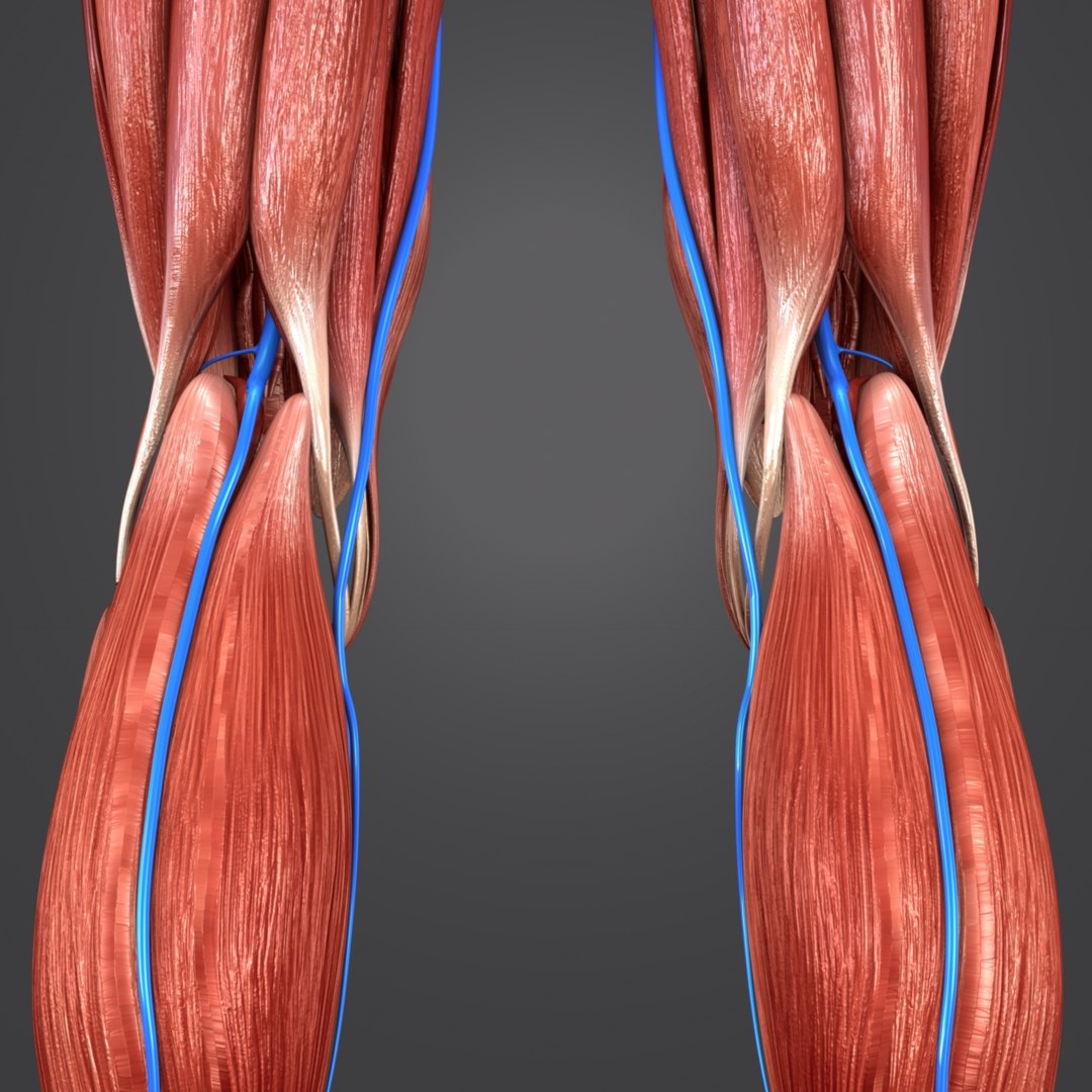 3D model body natural muscles veins - TurboSquid 1319729