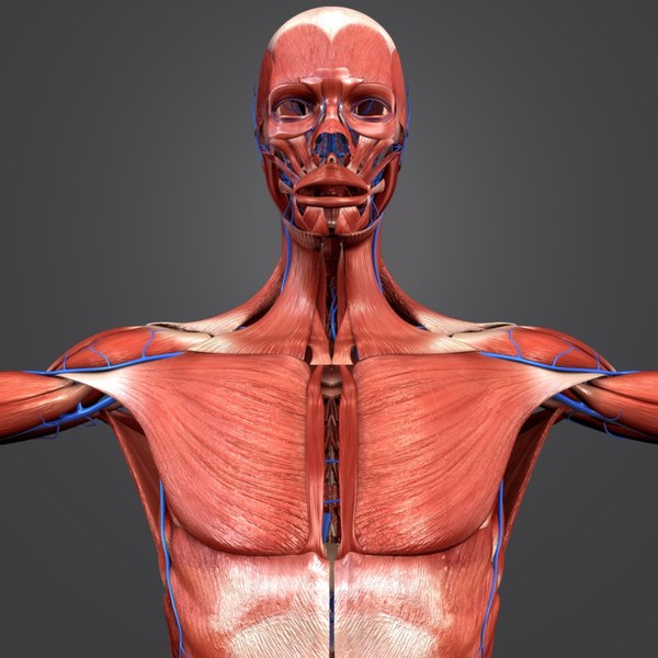 3D model body natural muscles veins - TurboSquid 1319729