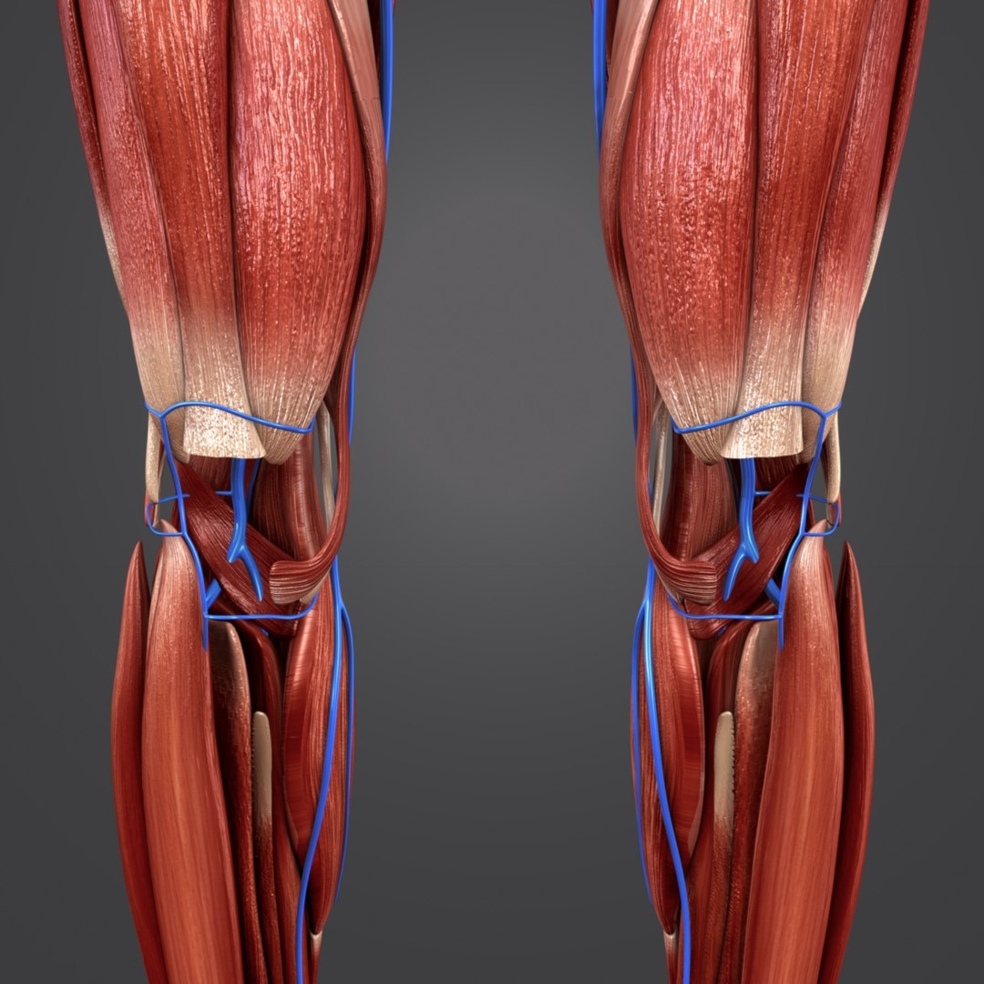3D Model Body Natural Muscles Veins - TurboSquid 1319729