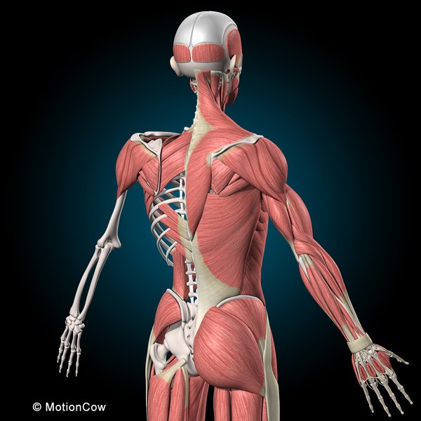 3d human vertebrae skeleton muscles anatomy model