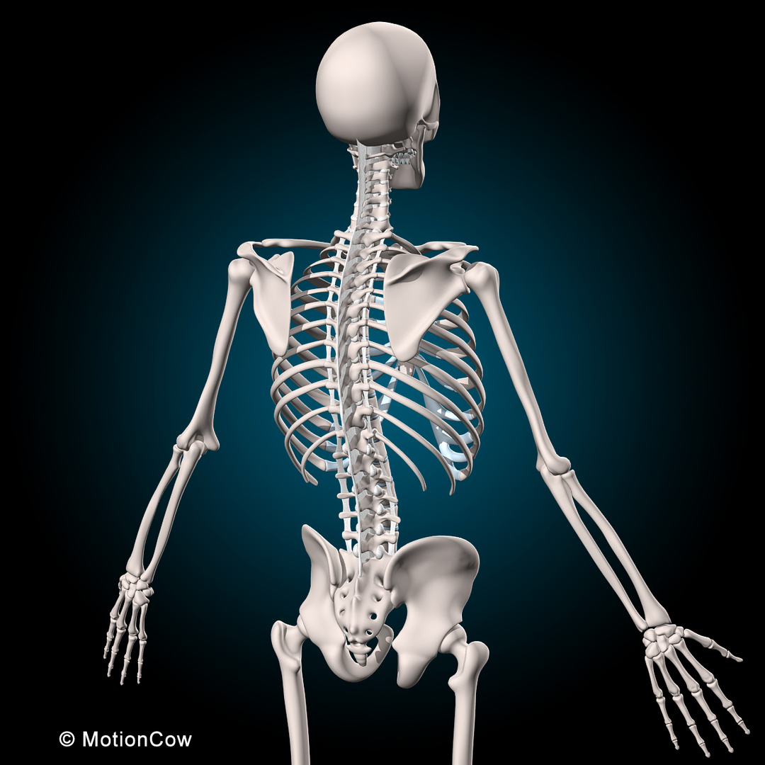 3d human vertebrae skeleton muscles anatomy model