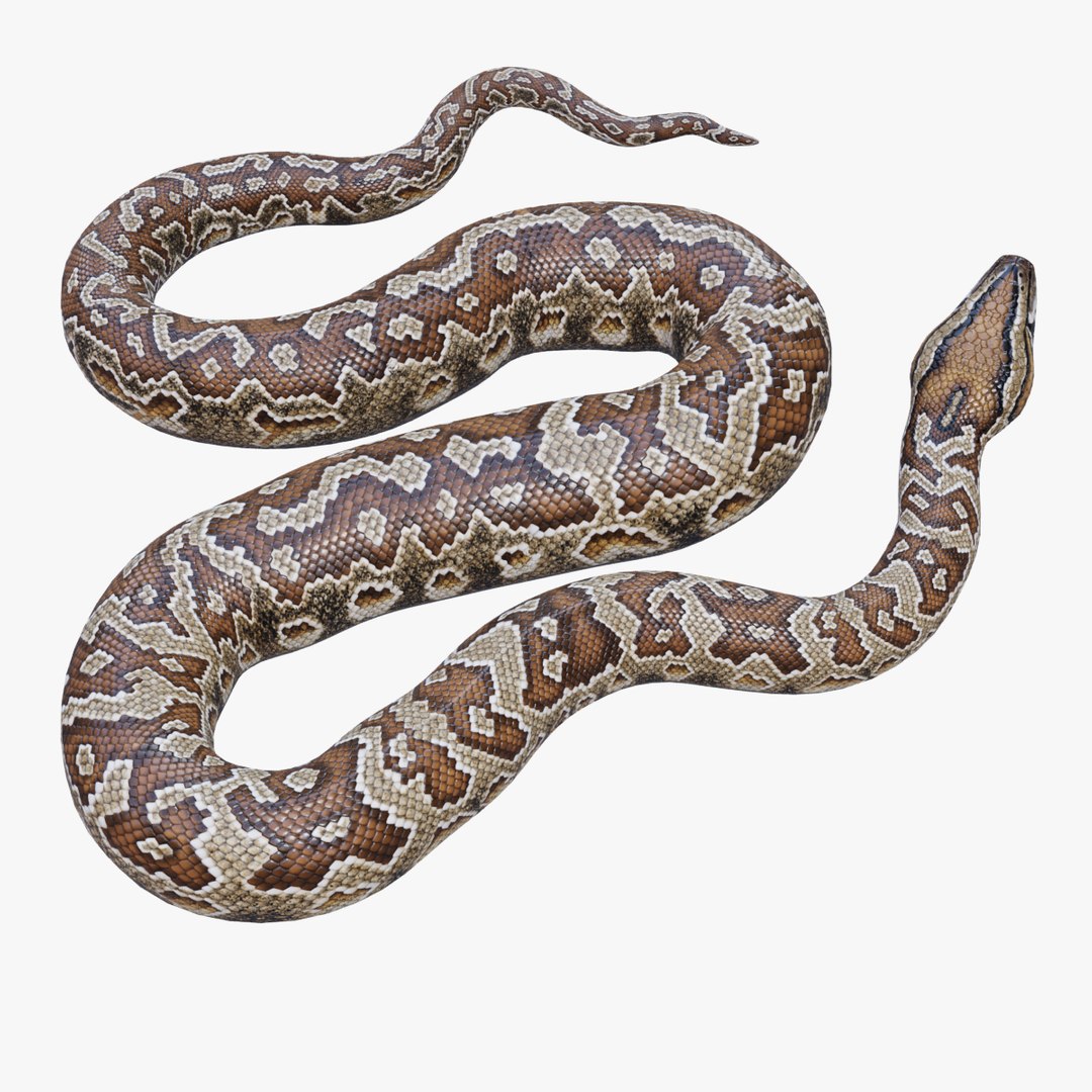 Southern African Rock Python - Rigged 3D - TurboSquid 1842289