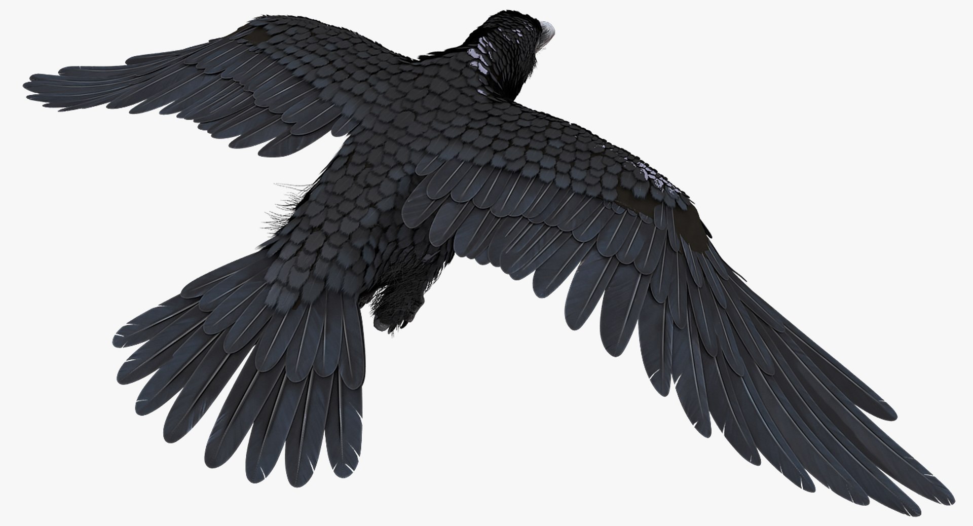 Raven flying rigged flight animation model - TurboSquid 1428166