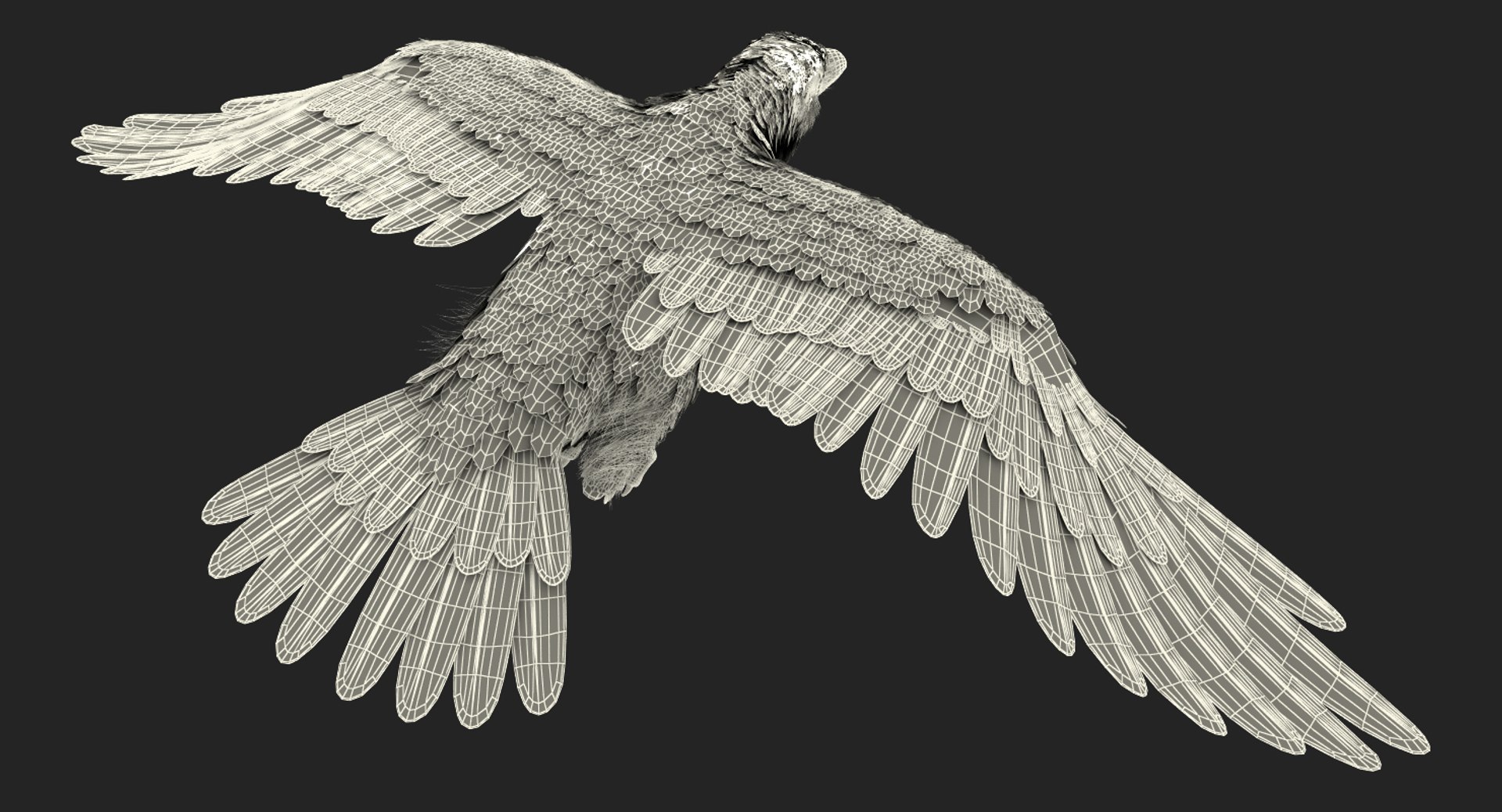 Raven flying rigged flight animation model - TurboSquid 1428166