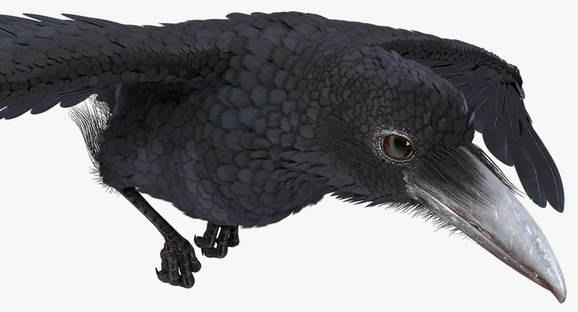 Raven flying rigged flight animation model - TurboSquid 1428166